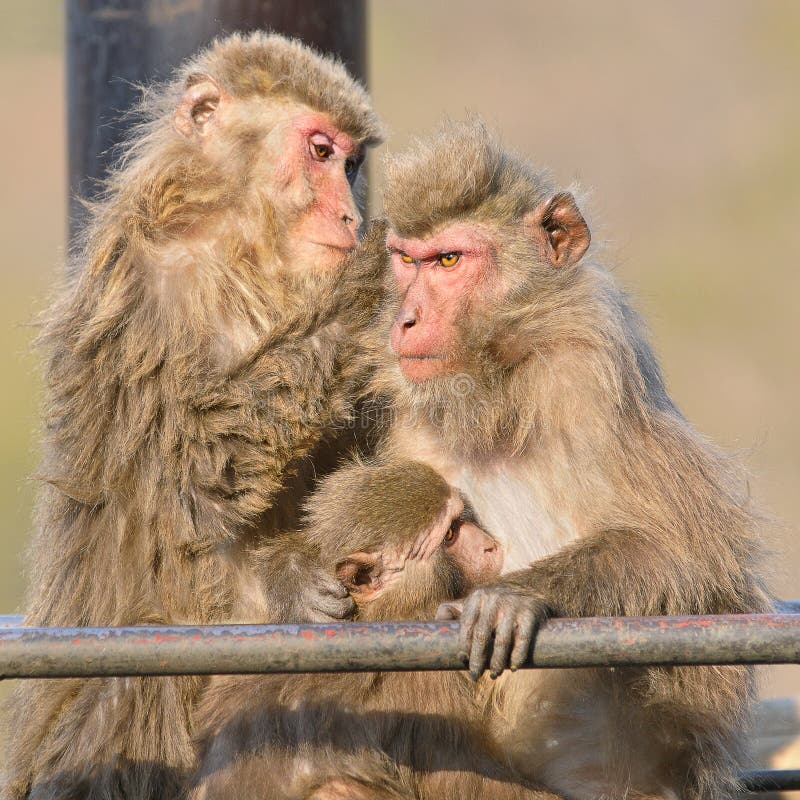 Family of Japanese macaca stock image. Image of nursing - 18501731