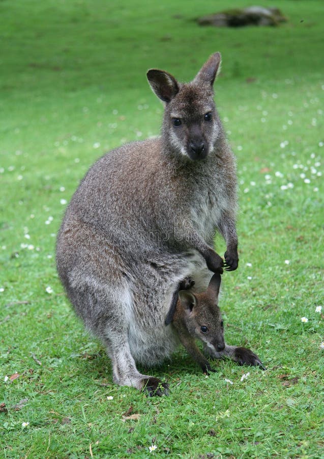Family of kangaroos stock photo. Image of postnatal, bennet - 5375306