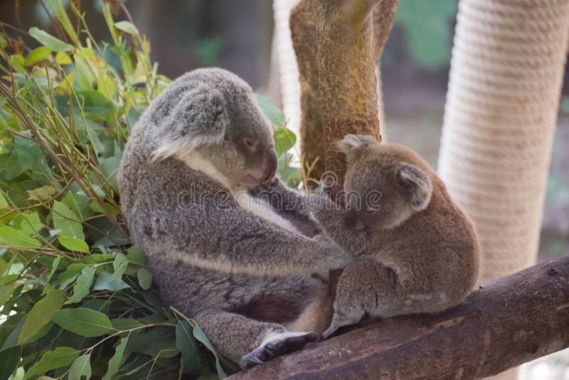 Family of Koala stock photo. Image of baby, culture, perching - 80263218