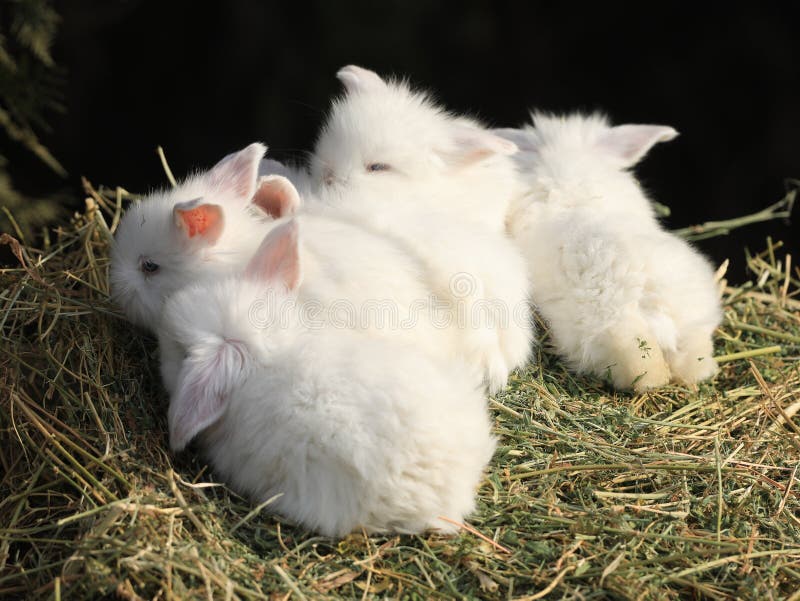 Family of Little White Rabbits in Hay Stock Image - Image of mammal ...