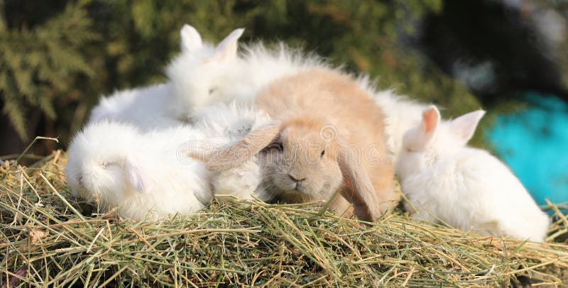 Family of Little White Rabbits in Hay Stock Photo - Image of animal ...
