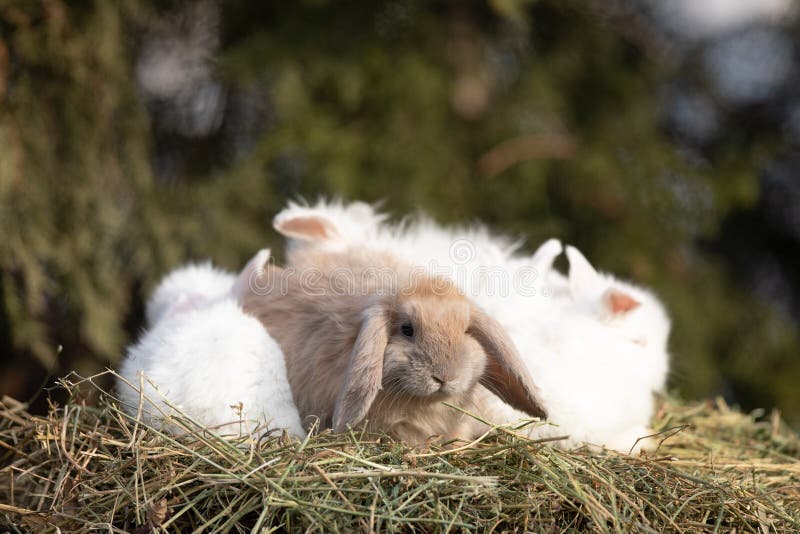 Family of Little White Rabbits in Hay Stock Photo - Image of little ...