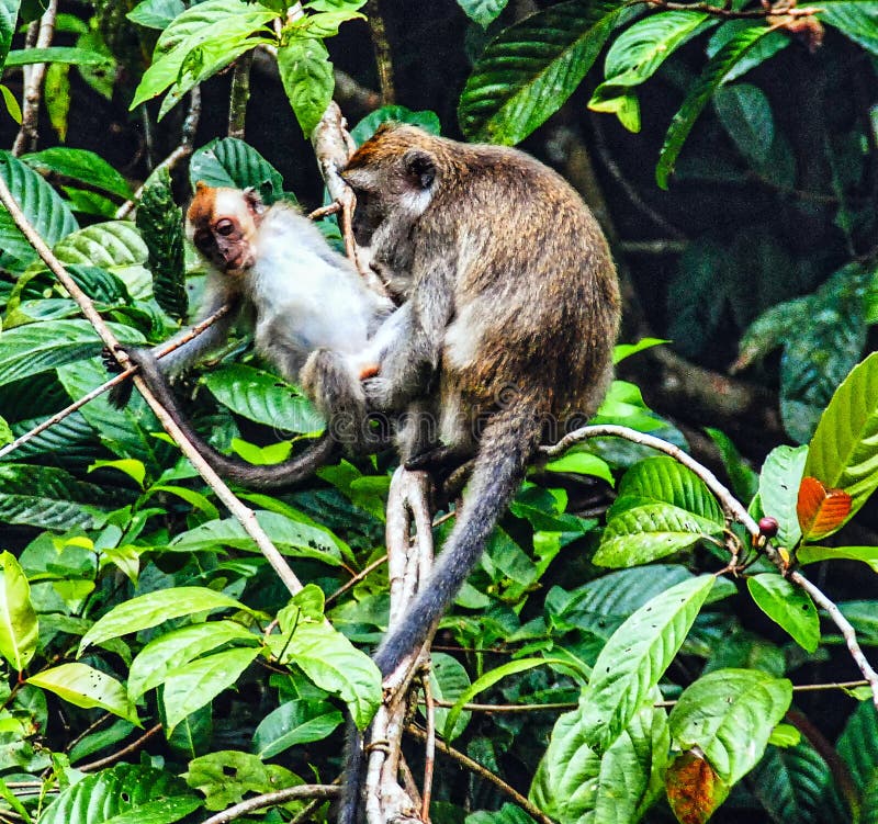 A Family of Long Tailed Macaque Monkeys Stock Image - Image of ...