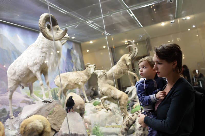 Family Looking at Mountain Sheep Editorial Stock Photo - Image of sheep ...