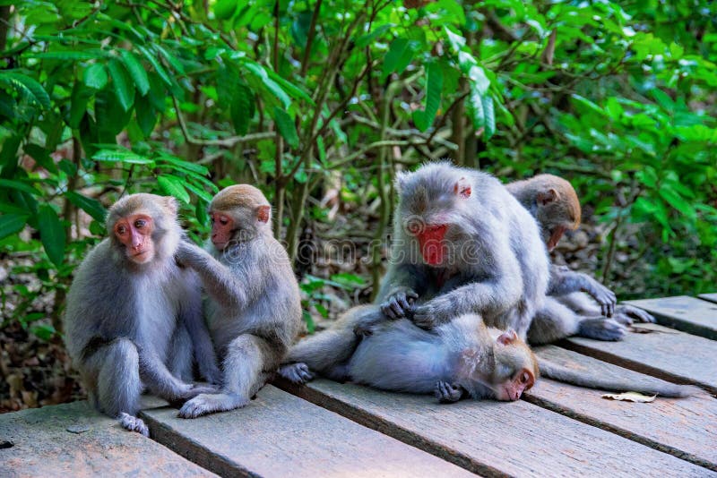 Family of macaque monkeys stock photo. Image of life - 84046316