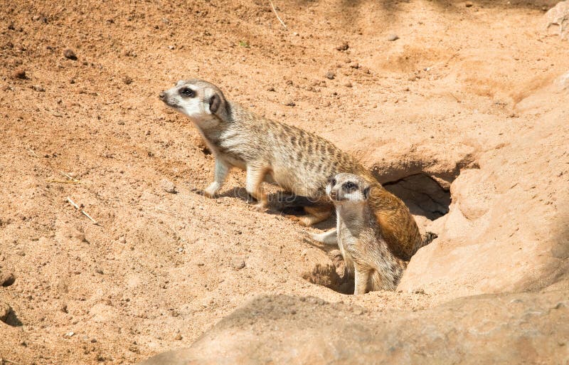 Family Meerkat, Going Out from Their Hole Stock Photo - Image of claws ...