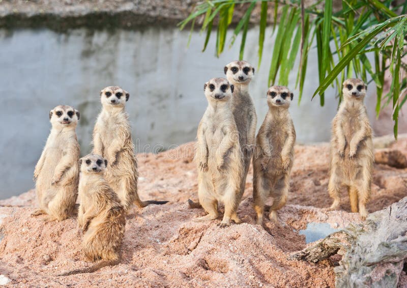 Meerkat (Suricate) Family, Kalahari, South Africa Stock Photo - Image ...
