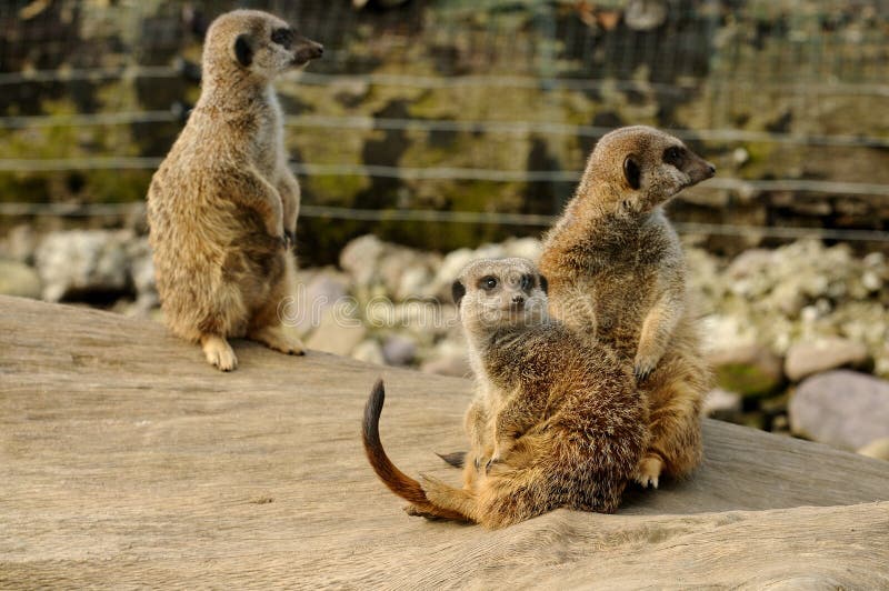 A Fat Meerkat stock photo. Image of beige, meerkat, standing - 27255558