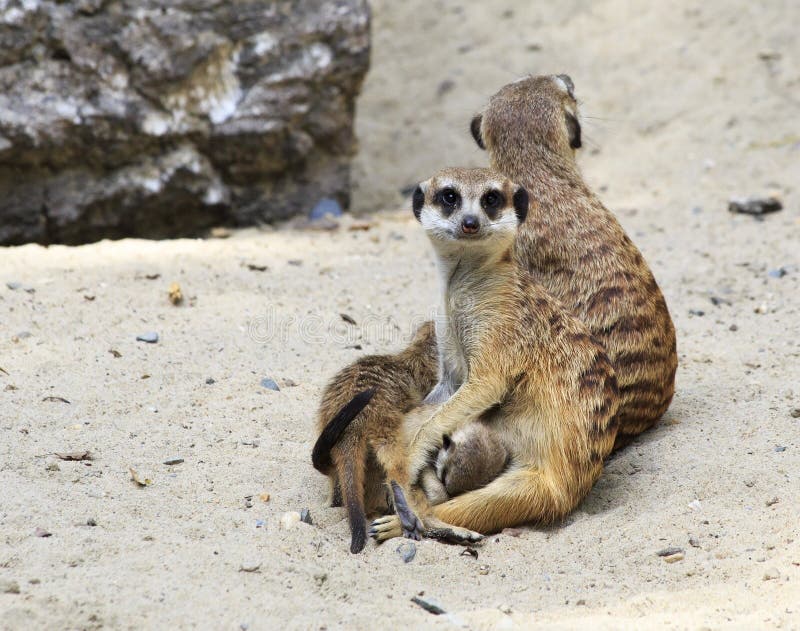 Meerkat Cubs In Botswana, Africa Stock Image - Image of young, suricats ...