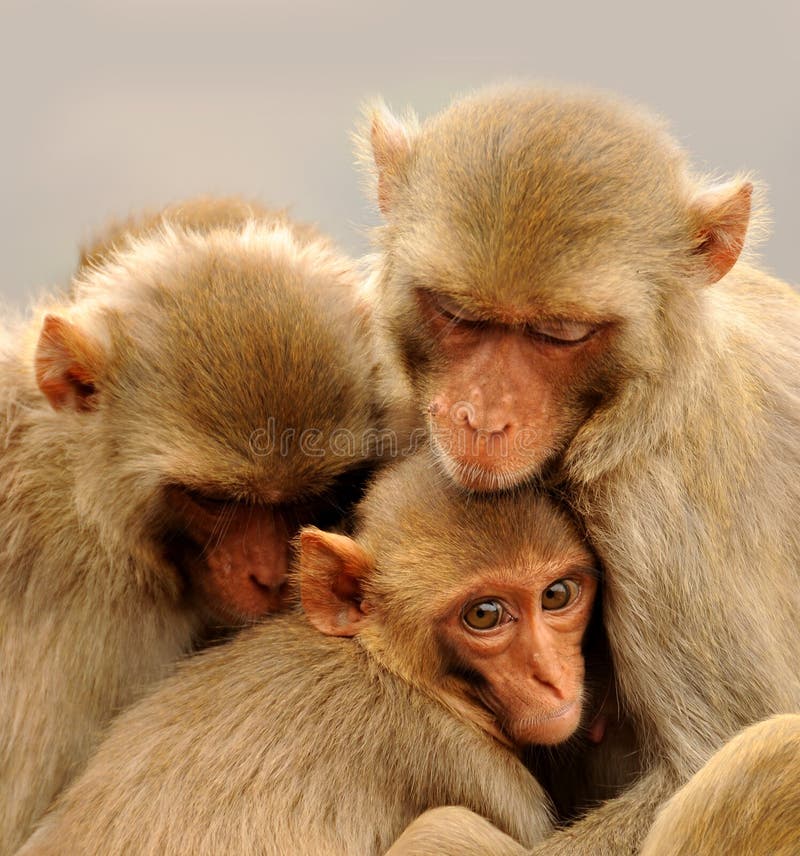 Family of monkey photo stock image. Image of creature - 45006651