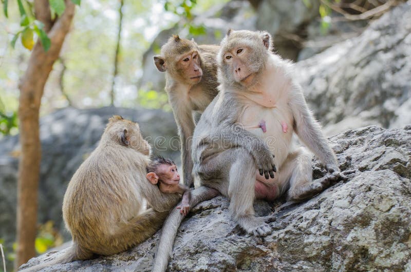 Mercifulness in Buddhism stock image. Image of monkey - 58416651