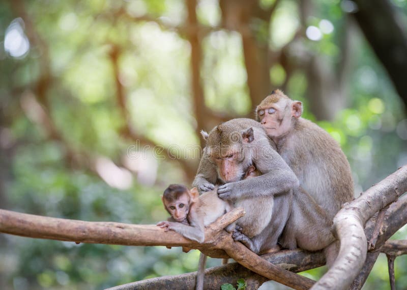 Family monkey stock photo. Image of rare, mother, baby - 99335170