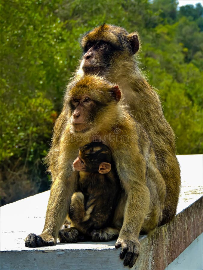 Family monkey stock image. Image of animal, monkeys - 265283013