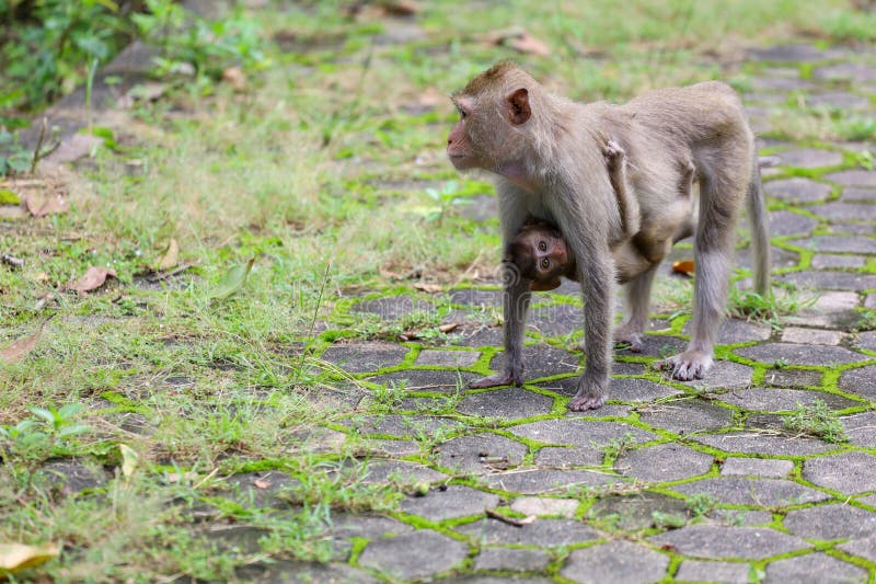 The Family Monkey is Stay in Front of Forest Stock Image - Image of ...