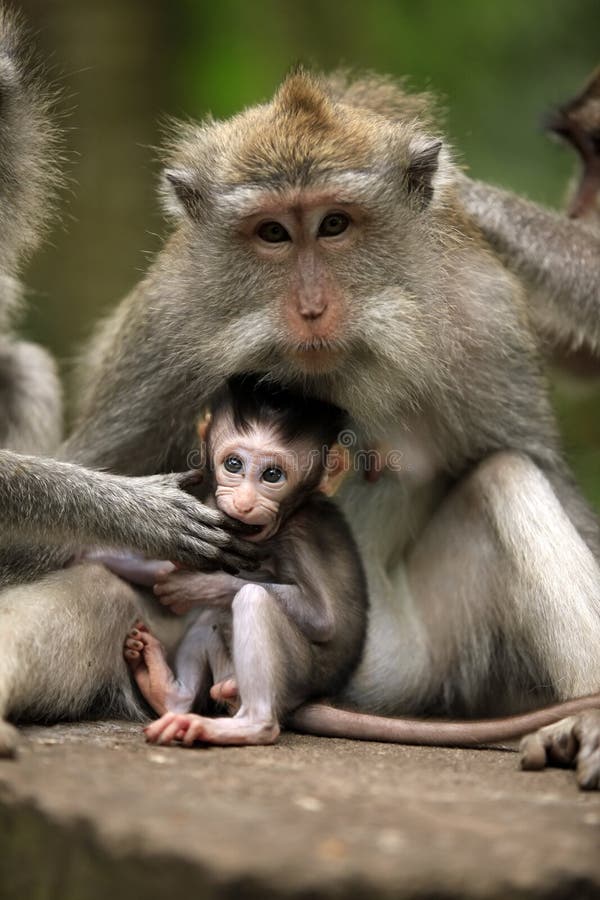 Family of monkeys stock photo. Image of captivity, small - 12438978