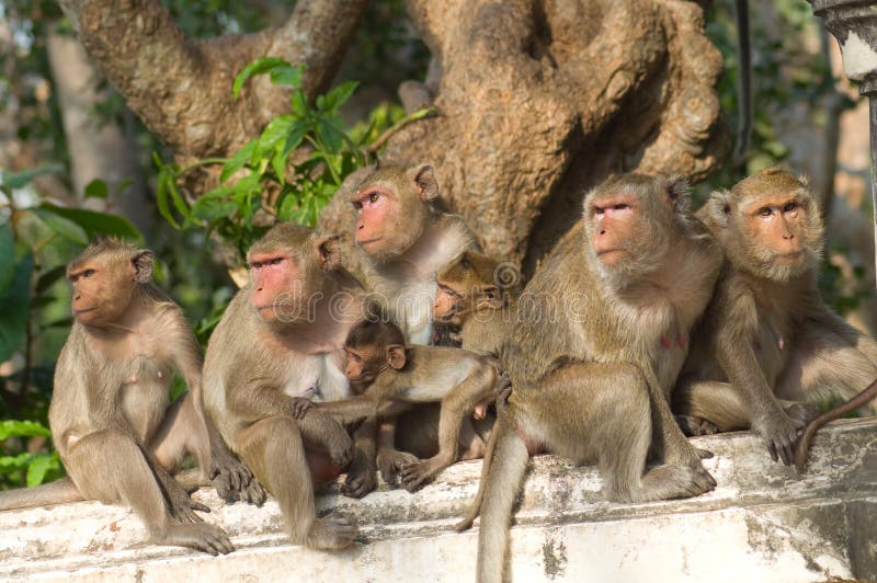 Family of monkeys stock photo. Image of resting, lounge - 19642216