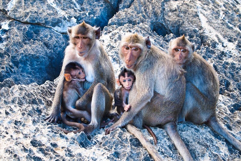 Family of monkeys stock photo. Image of expression, primitive - 24218012