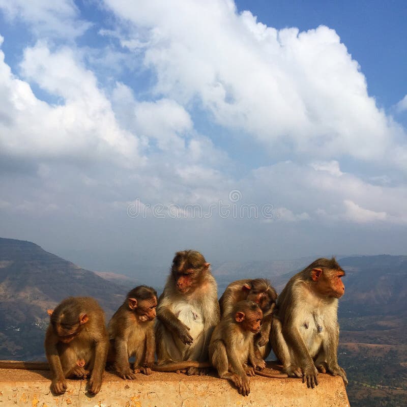 Family of monkeys stock photo. Image of thoughtful, swinging - 12439036