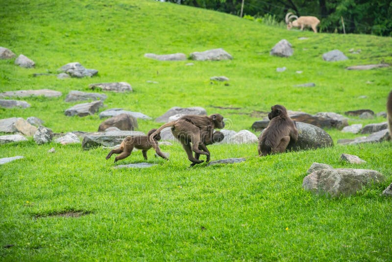 Family of Monkeys Playing in a Field Stock Image - Image of young ...