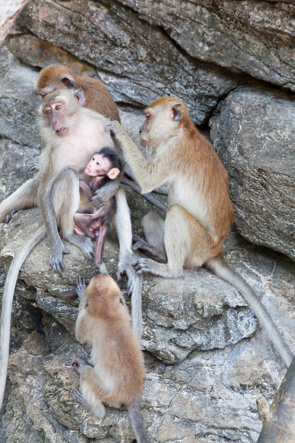 Family of monkeys stock photo. Image of primitive, biped - 29754704