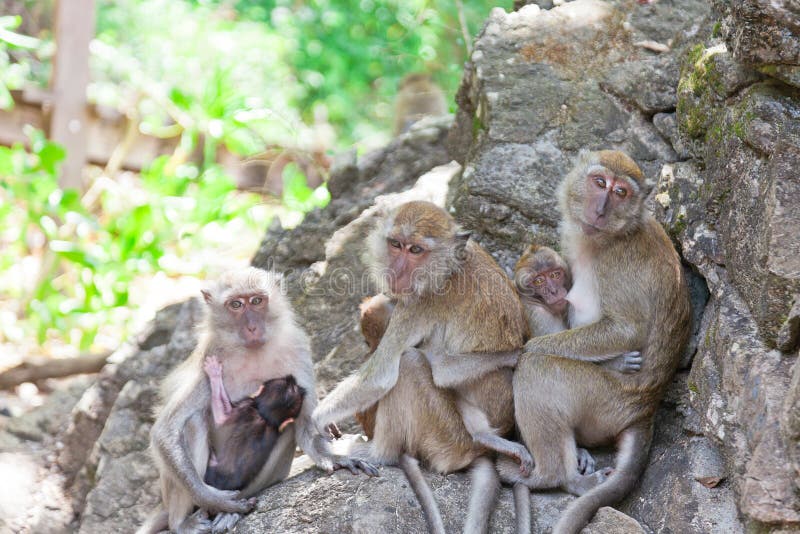Family of wild monkeys stock photo. Image of family, rain - 24846706