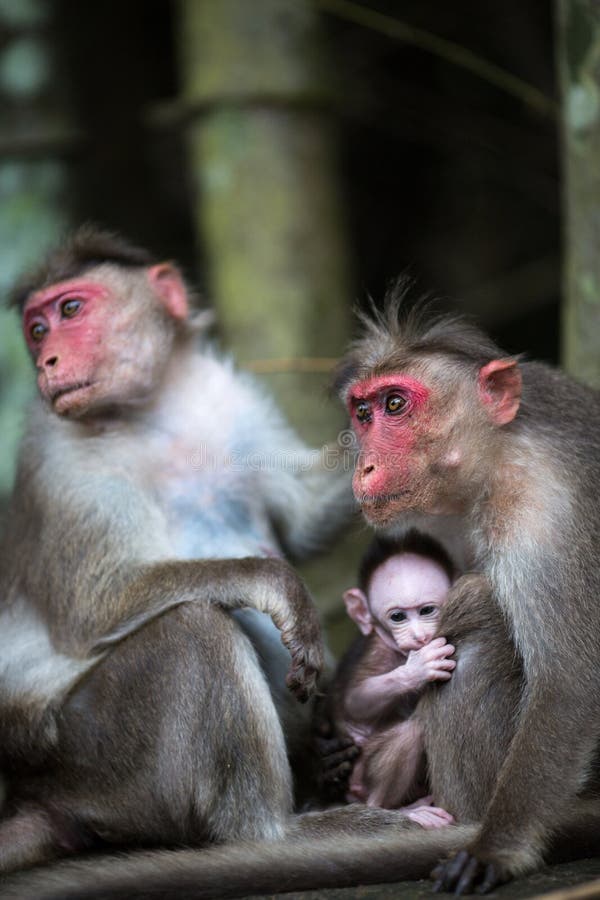 Family of monkeys stock photo. Image of asia, play, lactation - 31075674