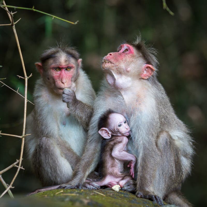 Family of monkeys stock photo. Image of play, lactation - 31075690