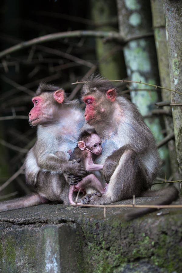 Family of monkeys stock photo. Image of play, lactation - 31075690