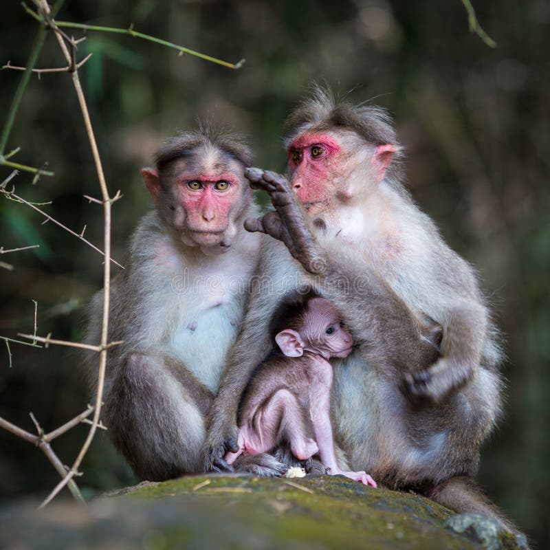 Family of monkeys stock photo. Image of play, lactation - 31075690