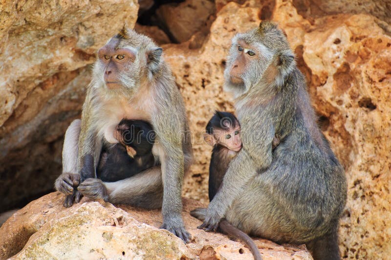 Family of monkeys. stock photo. Image of natural, family - 45779022