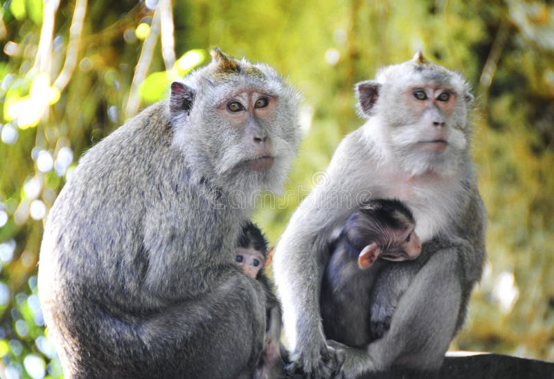 Family of Monkeys with Two Babies in Bali, Indonesia Stock Photo ...