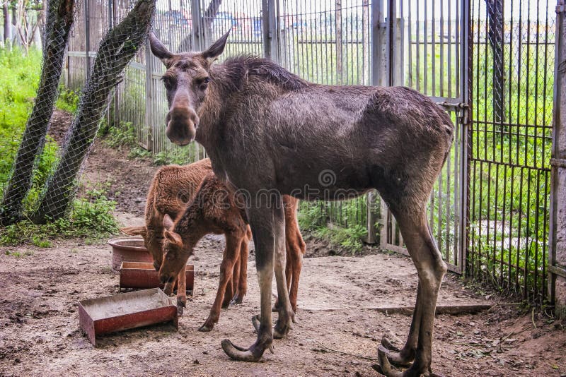 Family of Moose at the Zoo in Belarus (Mogilev) Stock Image - Image of ...