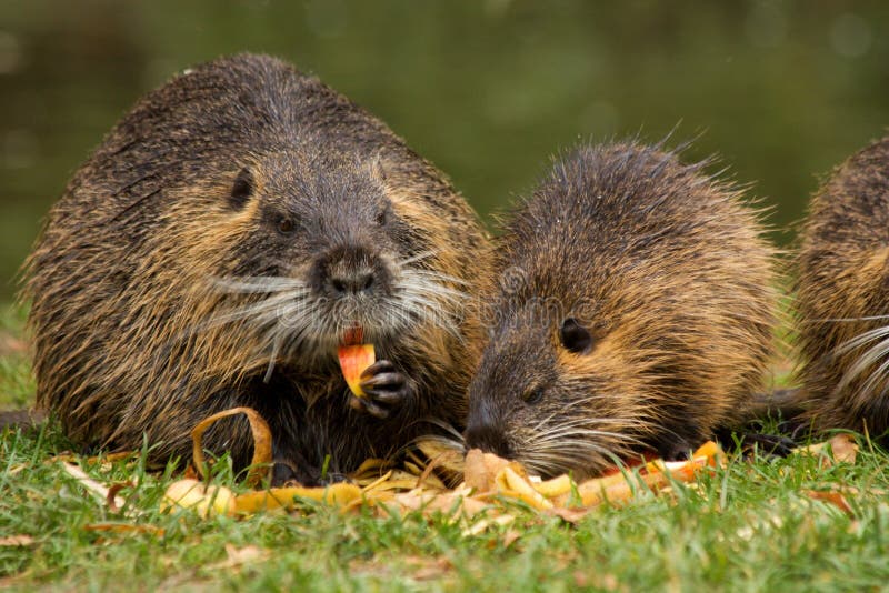 Nutria Picture. Image: 811475