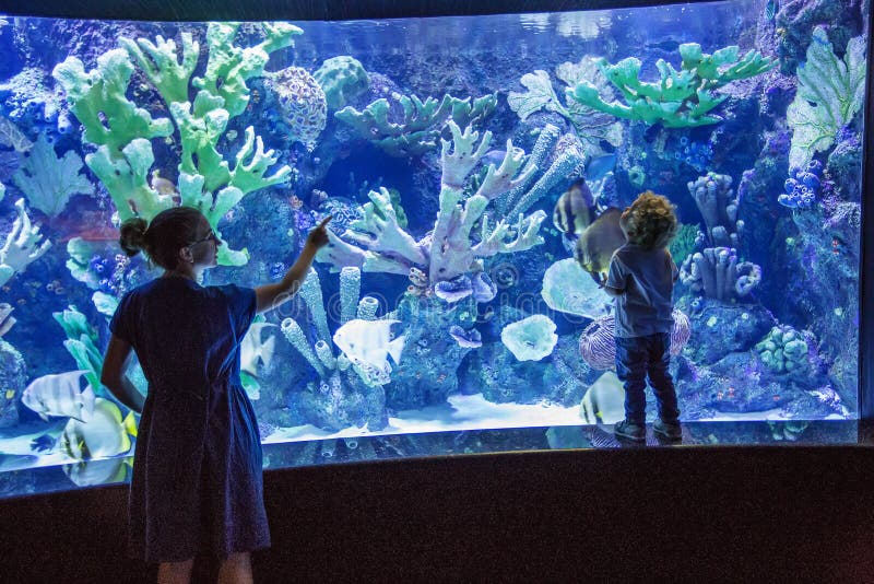 Family Observing Fish at the Aquarium Stock Photo - Image of father ...