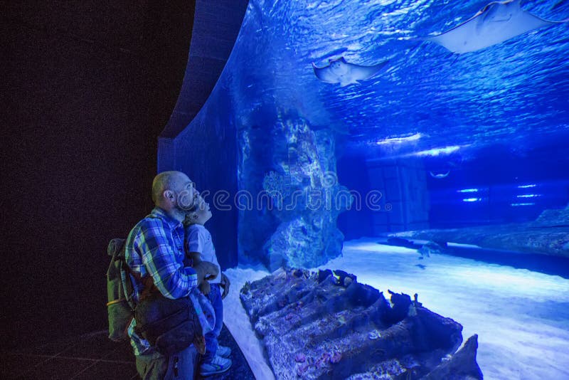 Family Observing Fish at the Aquarium Stock Photo - Image of blue ...