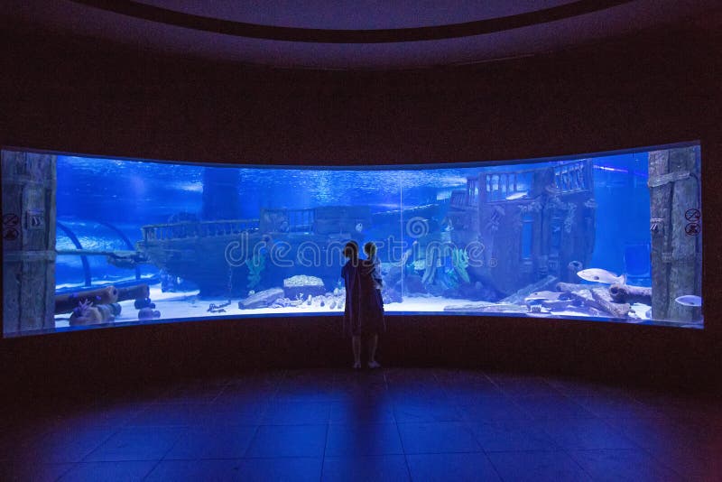 Family Observing Fish at the Aquarium Stock Photo - Image of aquarium ...