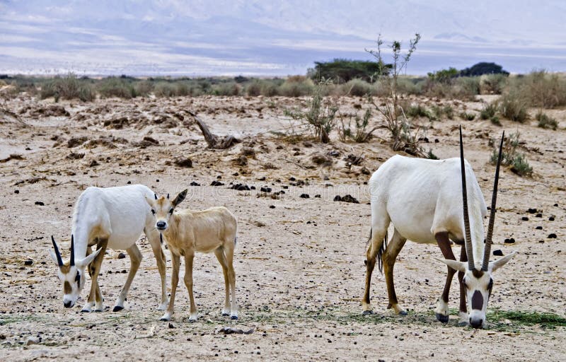 Family of Oryx in Nature Reserve, Israel Stock Photo - Image of ...
