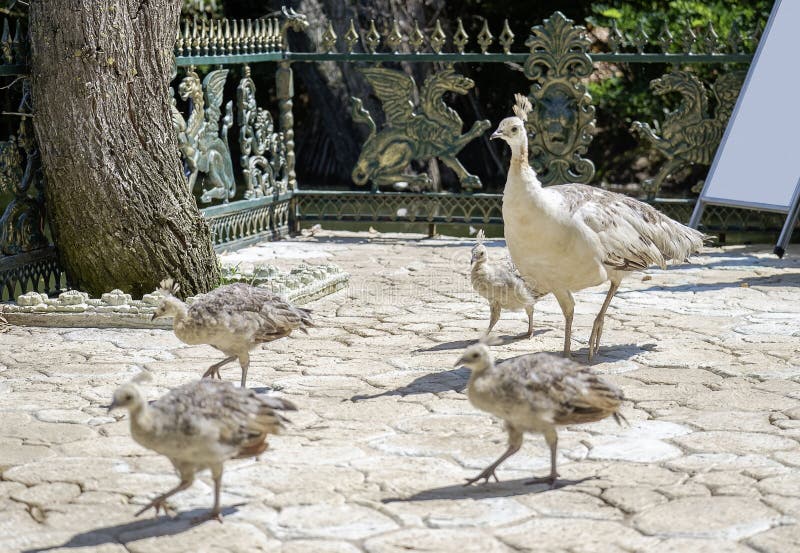 Family of peacocks stock image. Image of gaggle, eating - 52086143