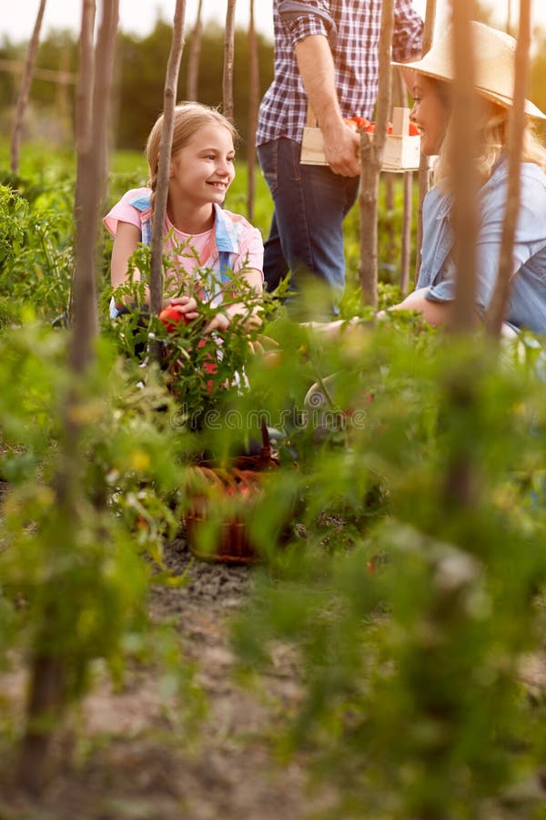 Rural Family Pick Organically Tomatoes Stock Photo - Image of mother ...