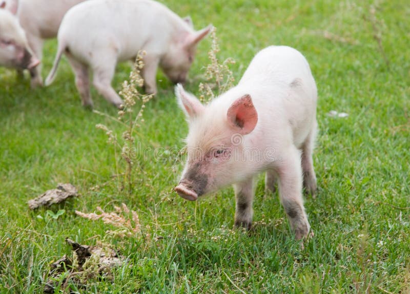 Cute baby pig stock image. Image of agriculture, outdoor - 13836931