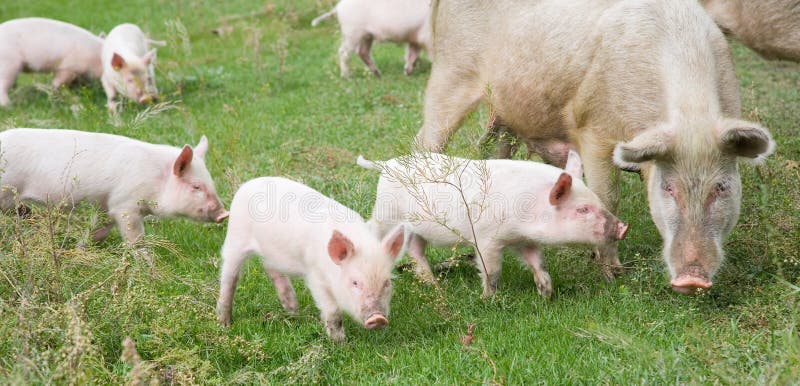 Family of pigs stock photo. Image of baby, cute, green - 13963516