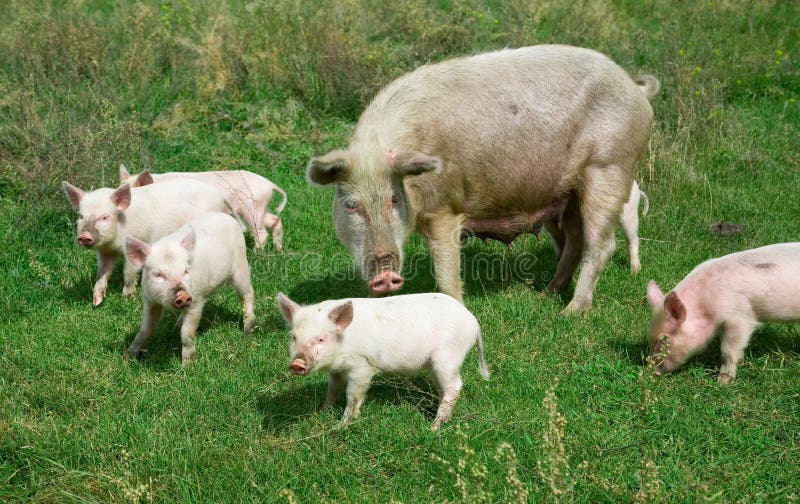 Family of pigs stock image. Image of pork, mother, green - 11151945