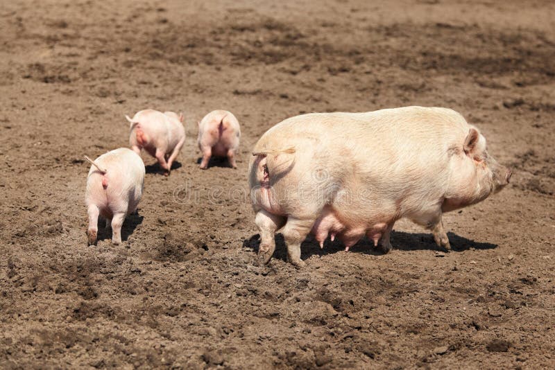 Family of pigs stock image. Image of four, baby, mother - 22971857