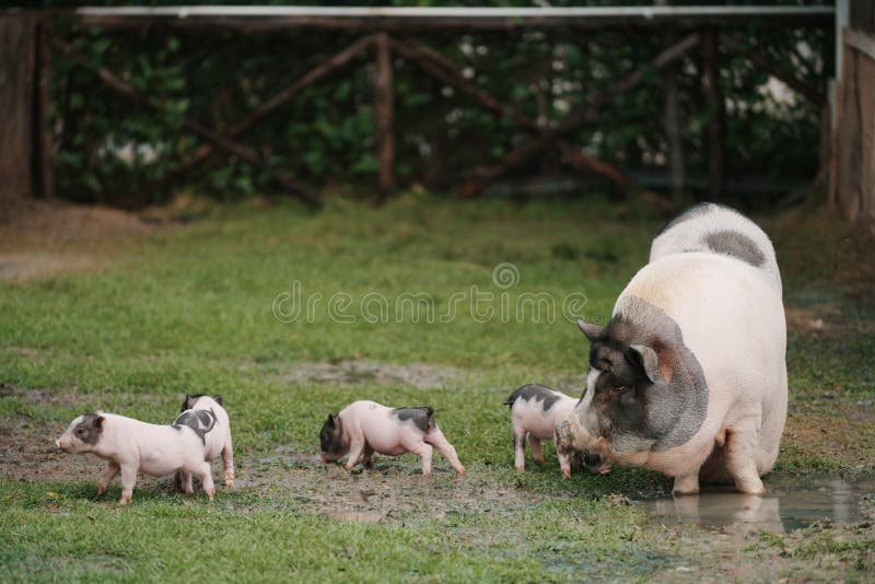A Family of Pigs Playing in the Agrass at Farm Stock Photo - Image of ...