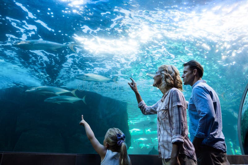 Family Pointing a Fish in a Tank Stock Image - Image of mature, looking ...