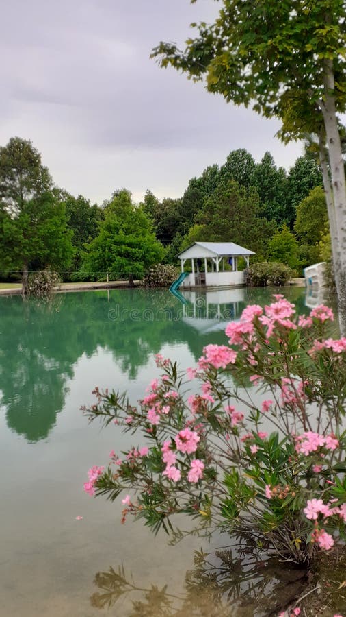Family pond stock photo. Image of leaf, pond, autumn - 186427558