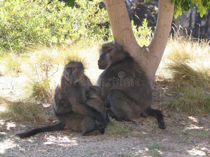 A Family Of Primates Under A Tree Picture. Image: 1070594