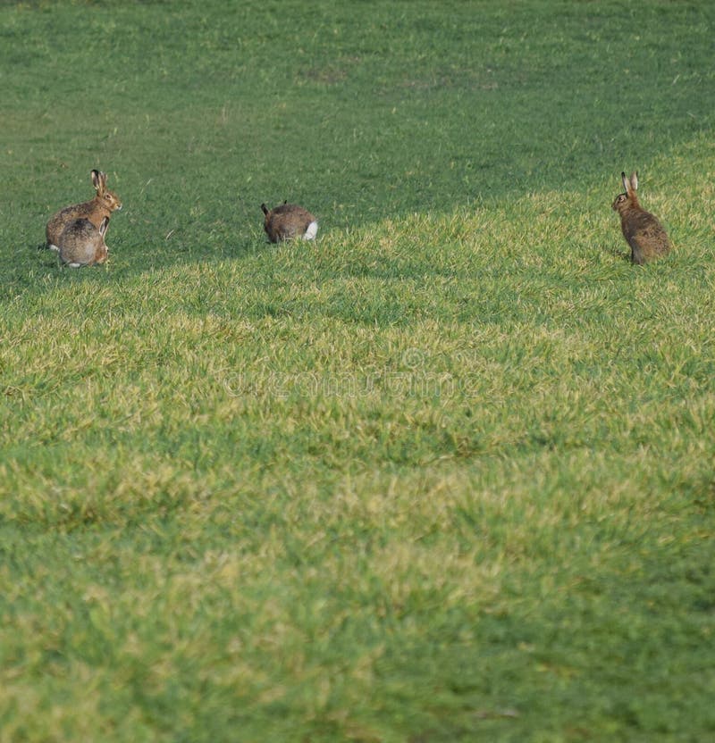 Family Rabbit stock photo. Image of family, supervision - 171964046