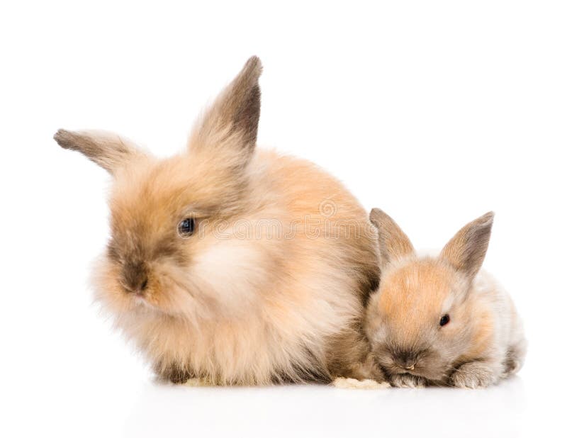 44+ Family rabbits Free Stock Photos - StockFreeImages
