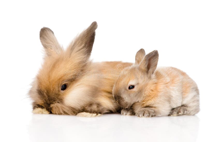 308 Lop Eared Rabbits Stock Photos - Free & Royalty-Free Stock Photos ...